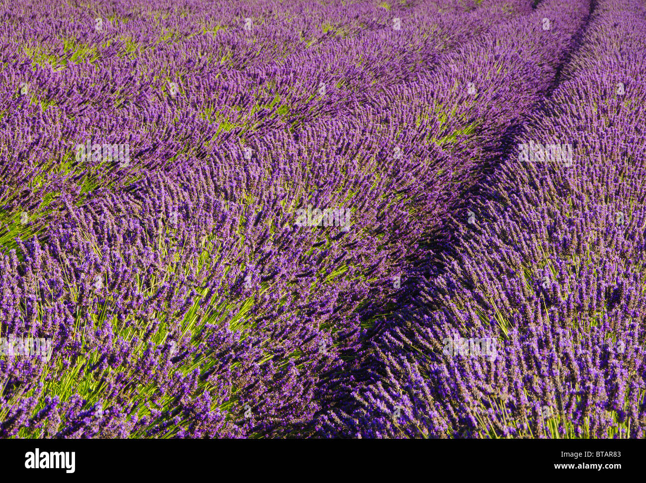 Pelindaba lavender farm Banque de photographies et d’images à haute ...