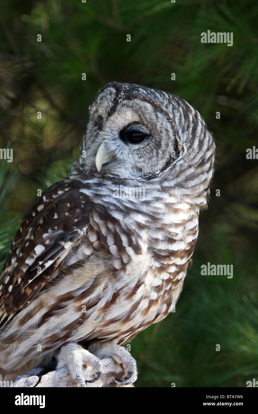 Strix varia Banque de photographies et d’images à haute résolution - Alamy