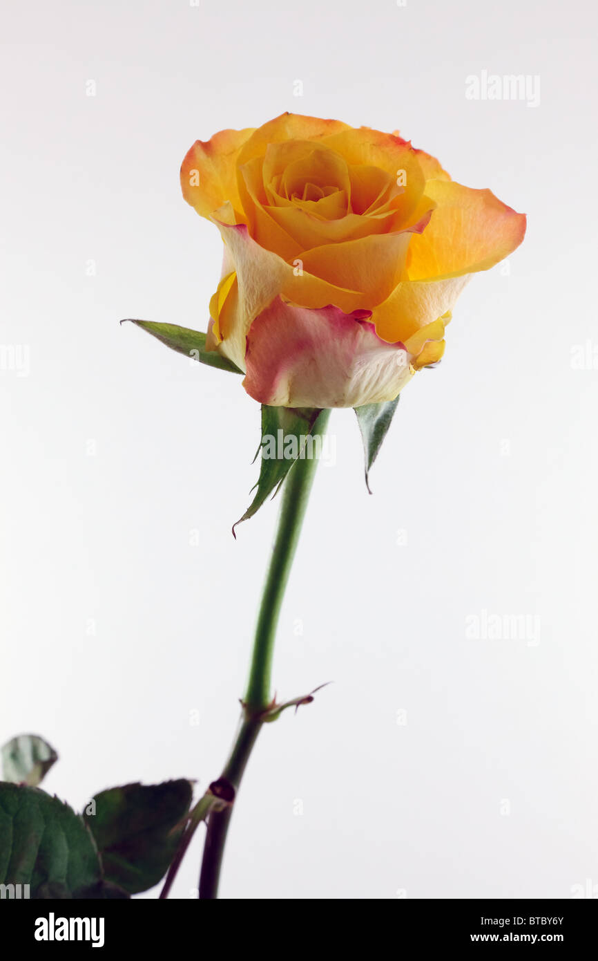 Rose tige Banque de photographies et d’images à haute résolution - Alamy