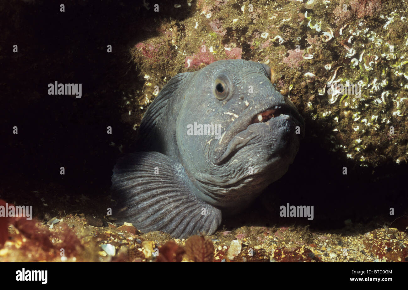 Poisson loup anarhichas lupus poisson de mer Banque de photographies et ...