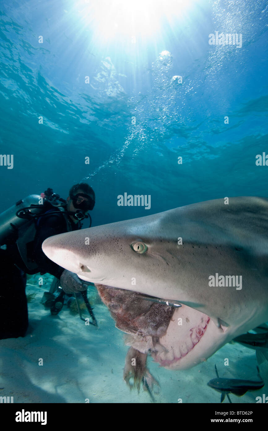 Requin blanc plongeur Banque de photographies et d’images à haute résolution - Alamy