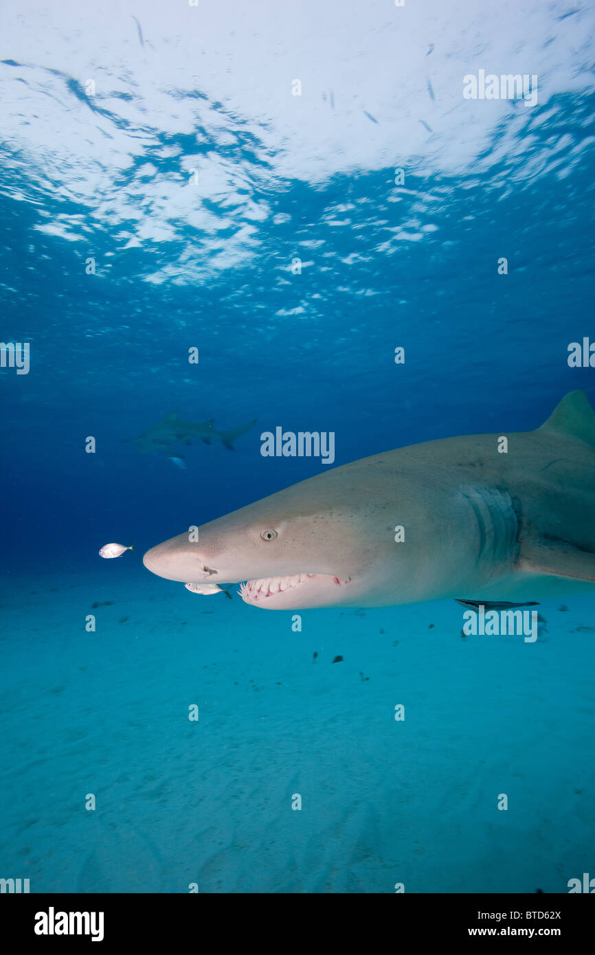 Anatomie du requin Banque de photographies et d’images à haute résolution - Page 2 - Alamy