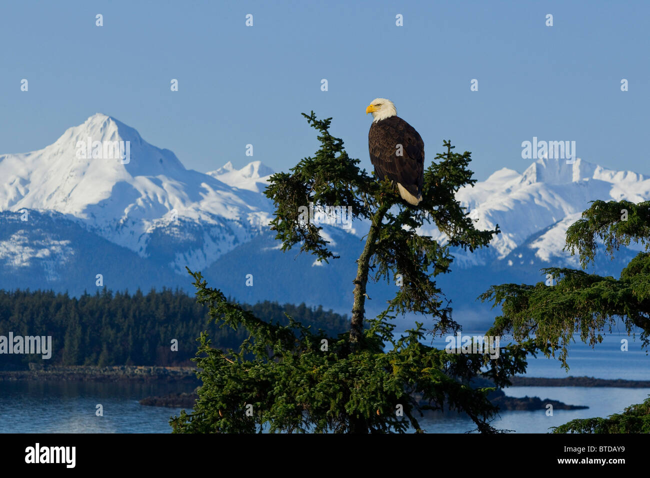 Un pygargue perchée dans un arbre de la pruche, la Forêt Nationale ...