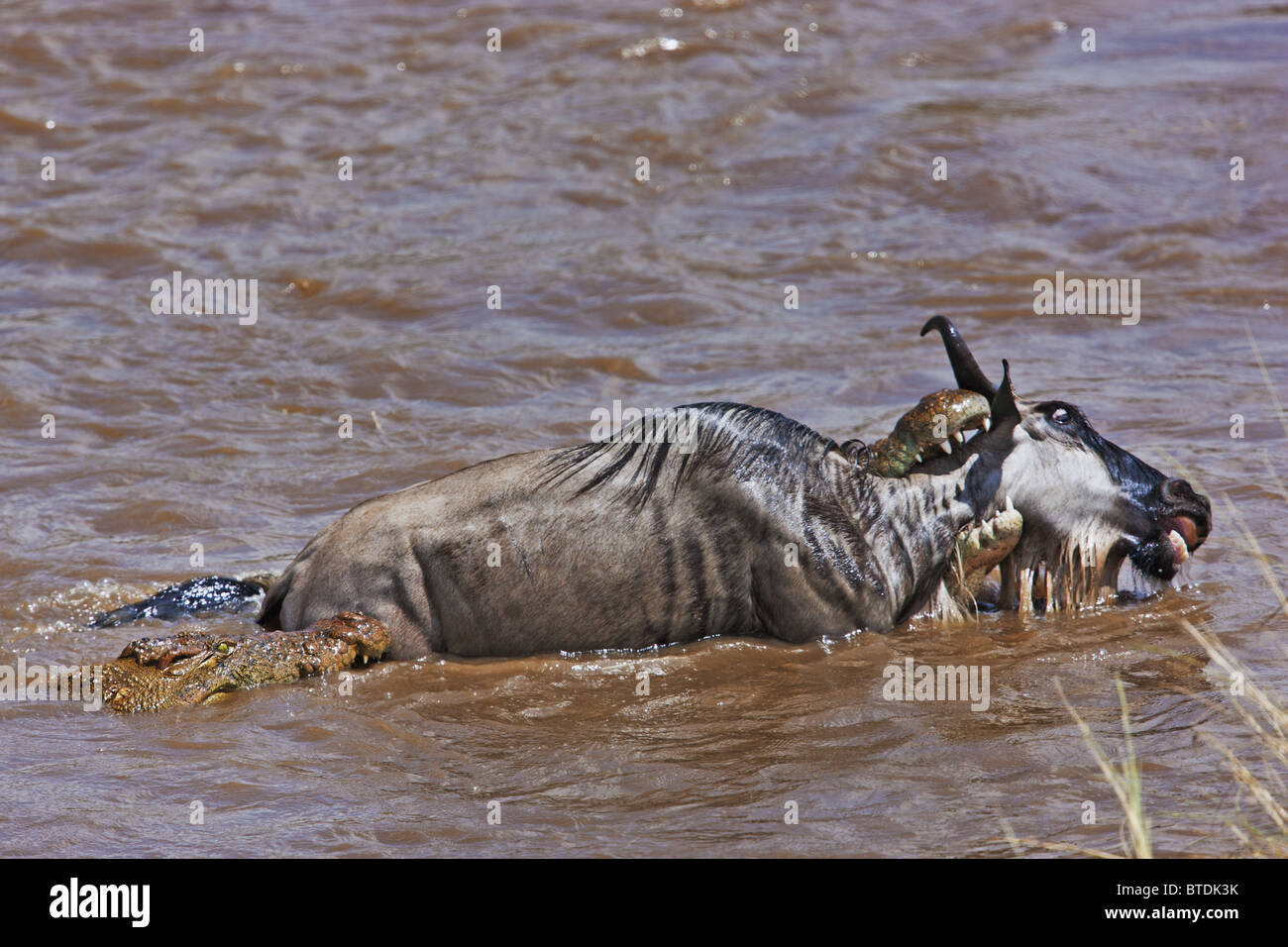 Crocodile attack Banque de photographies et d’images à haute résolution - Alamy