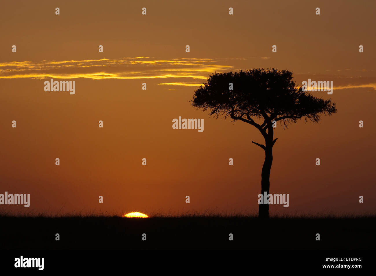Arbre balanites Banque de photographies et d’images à haute résolution ...