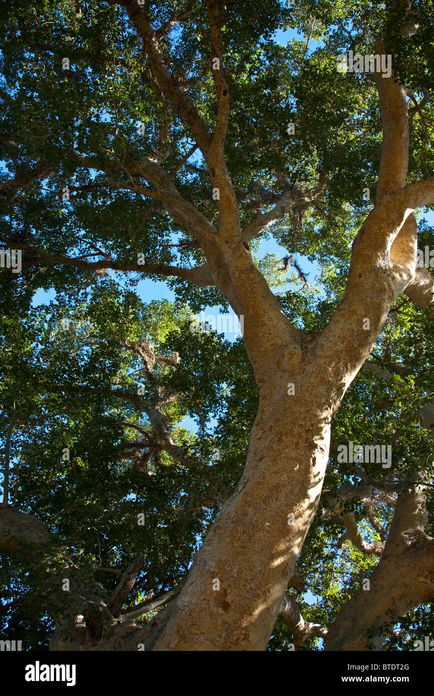 Sycamore fig tree Banque de photographies et d’images à haute ...