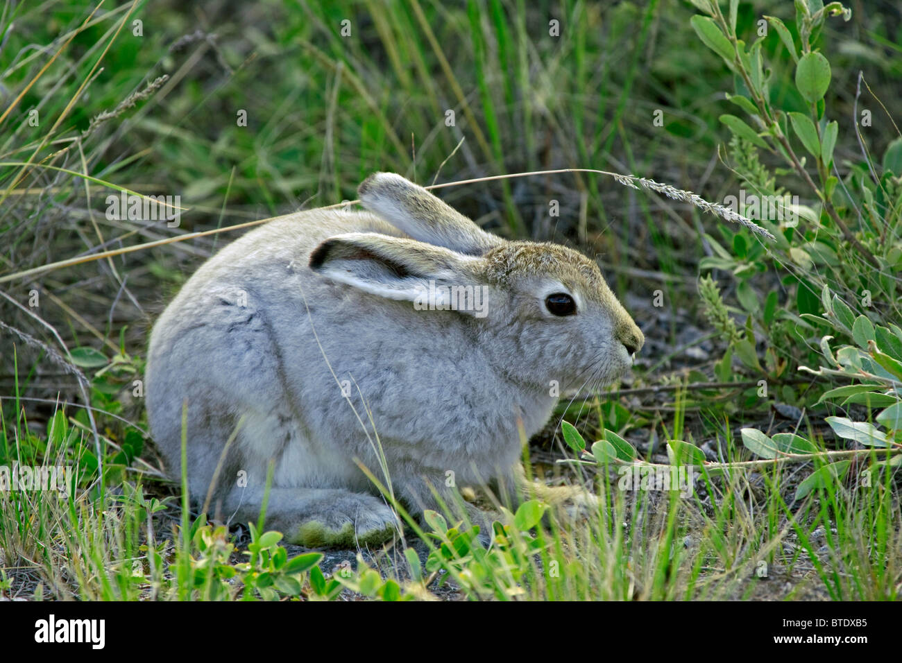 Arctic hare lepus timidus Banque de photographies et d’images à haute ...