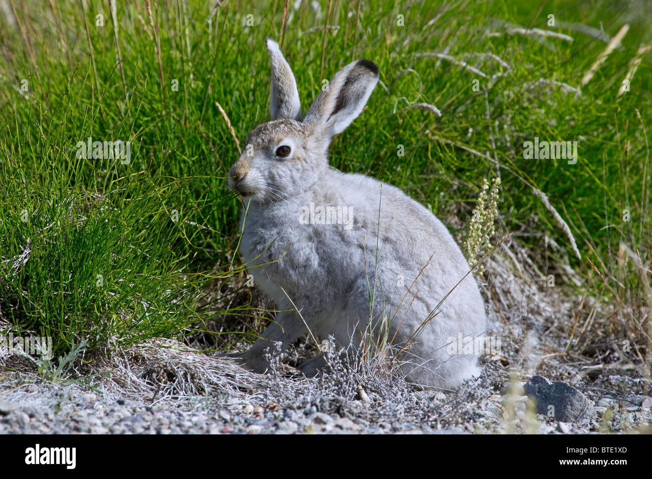 Arctic hare lepus timidus Banque de photographies et d’images à haute ...