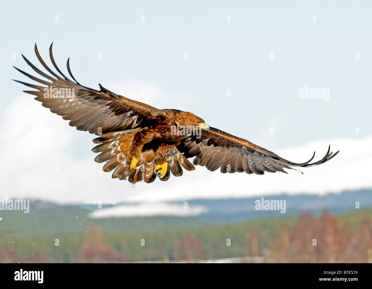 Golden eagle landing Banque de photographies et d’images à haute ...