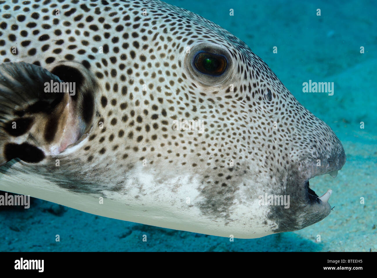 Nom scientifique arothron stellatus Banque de photographies et d’images ...