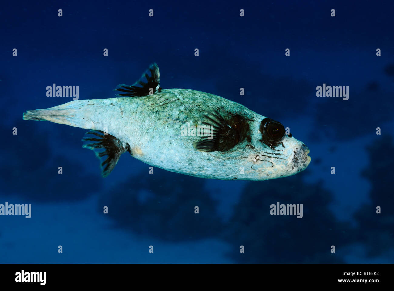 Poisson globe Banque de photographies et d’images à haute résolution ...