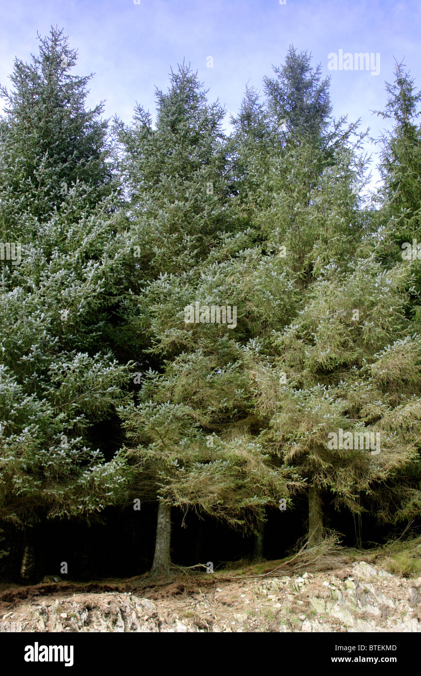 Picea sitchensis Banque de photographies et d’images à haute résolution ...