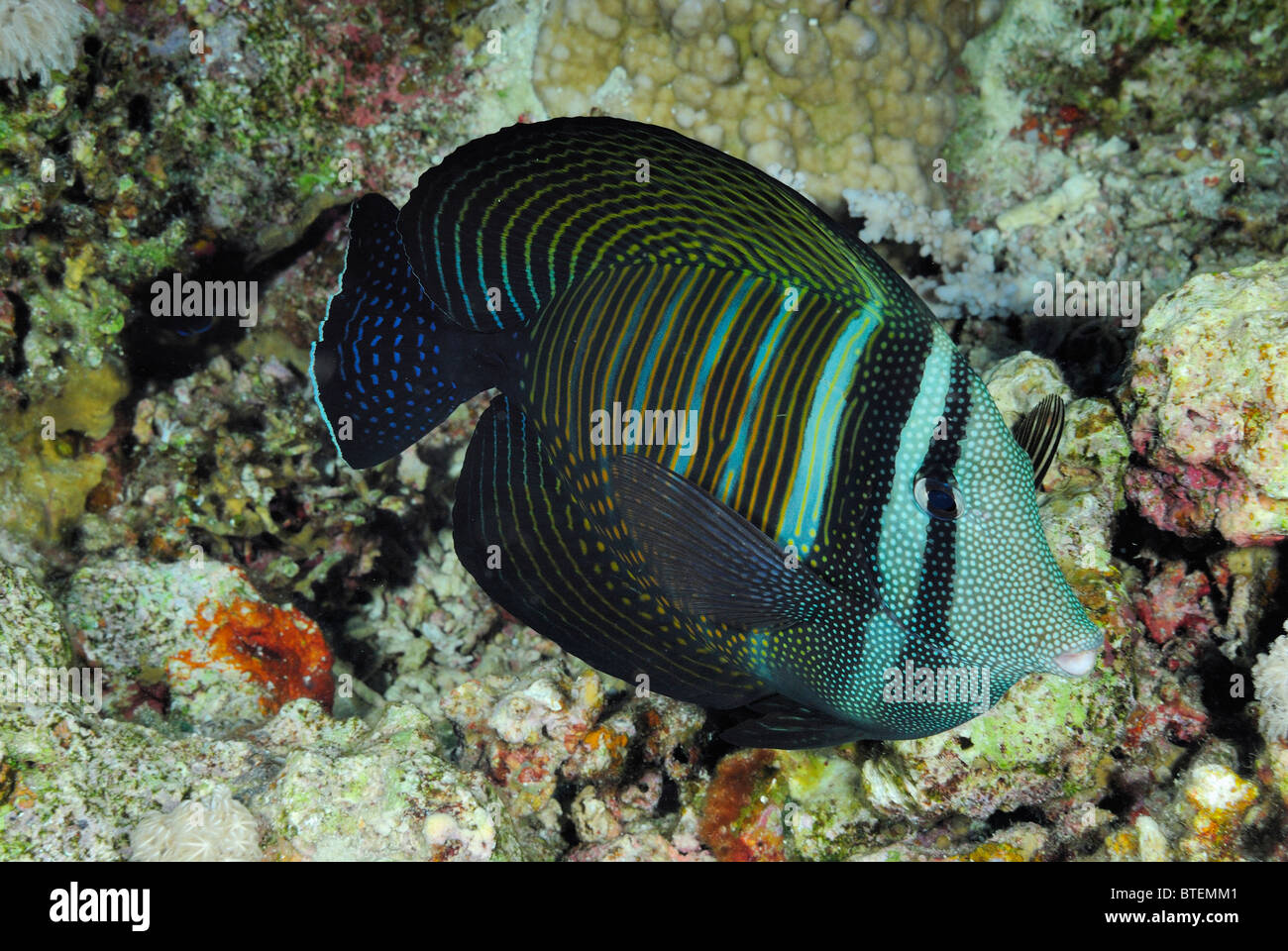 Sailfin tang poisson nom scientifique Banque de photographies et d ...