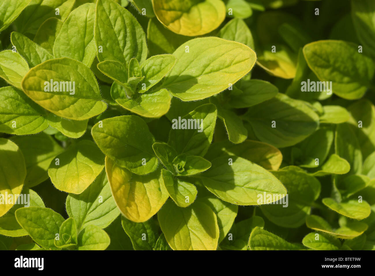 Origan herbe or plante jardin Banque de photographies et d’images à ...