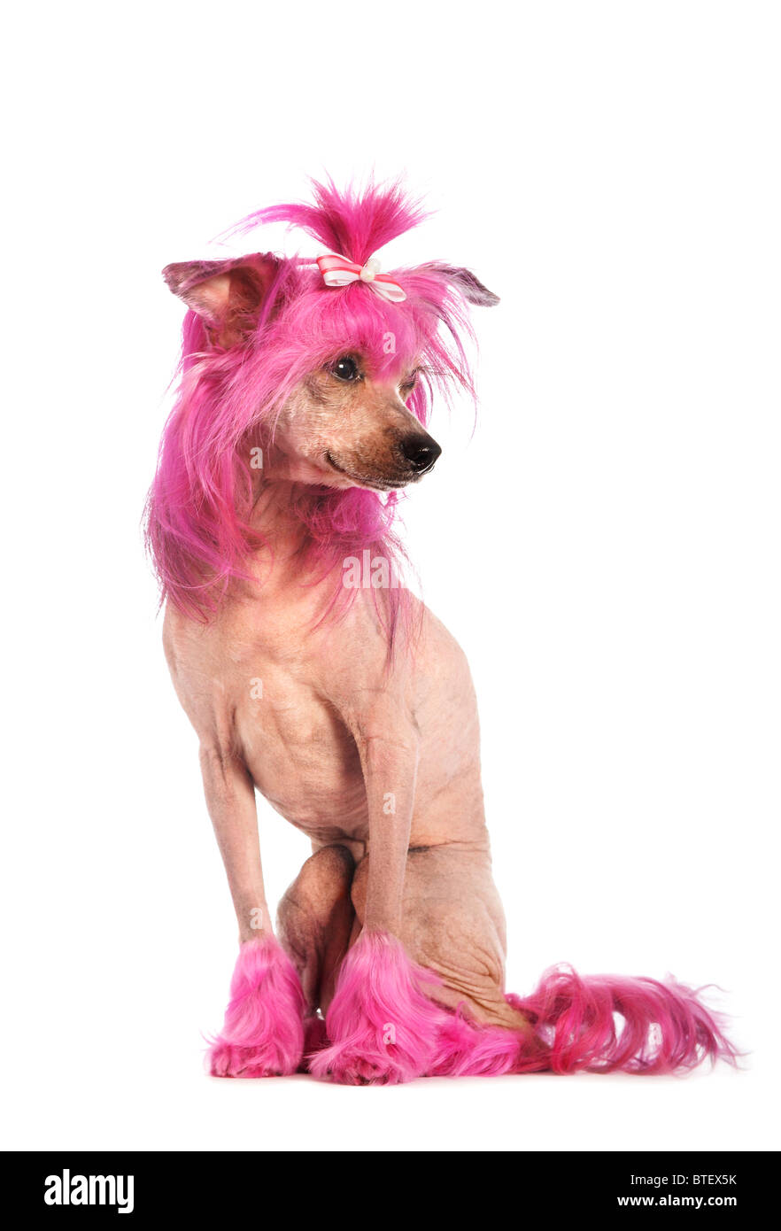 Hairless dog Banque d'images détourées - Alamy