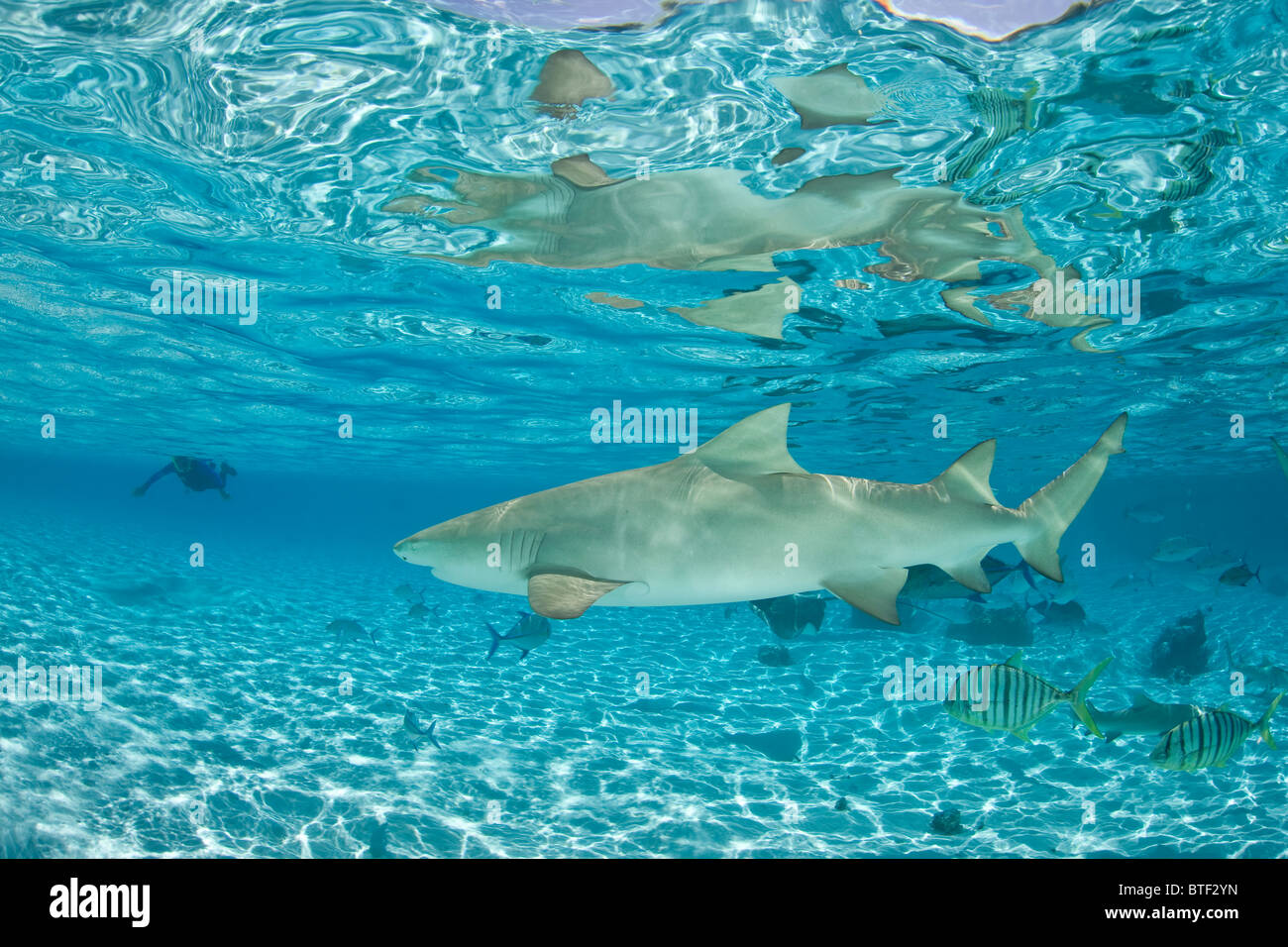 Requin Citron Banque d'image et photos - Alamy
