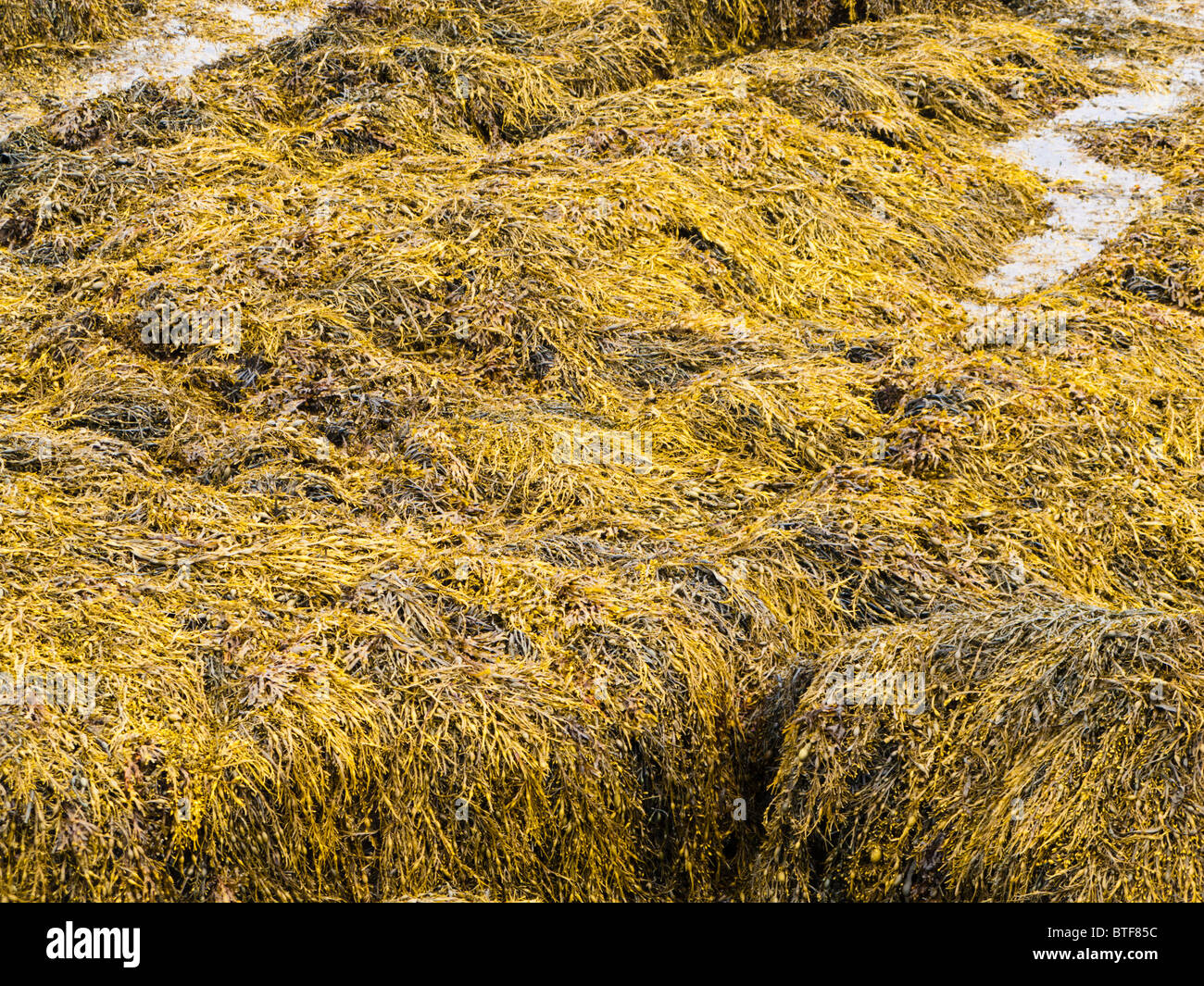Algue de mer Banque de photographies et d’images à haute résolution - Alamy