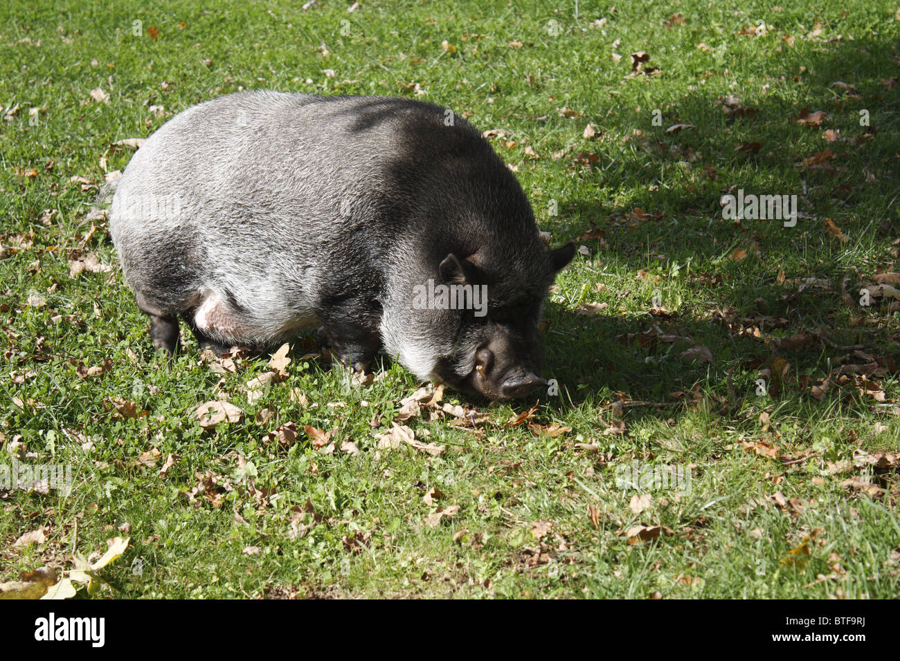 Cochon noir basque Banque de photographies et d’images à haute ...