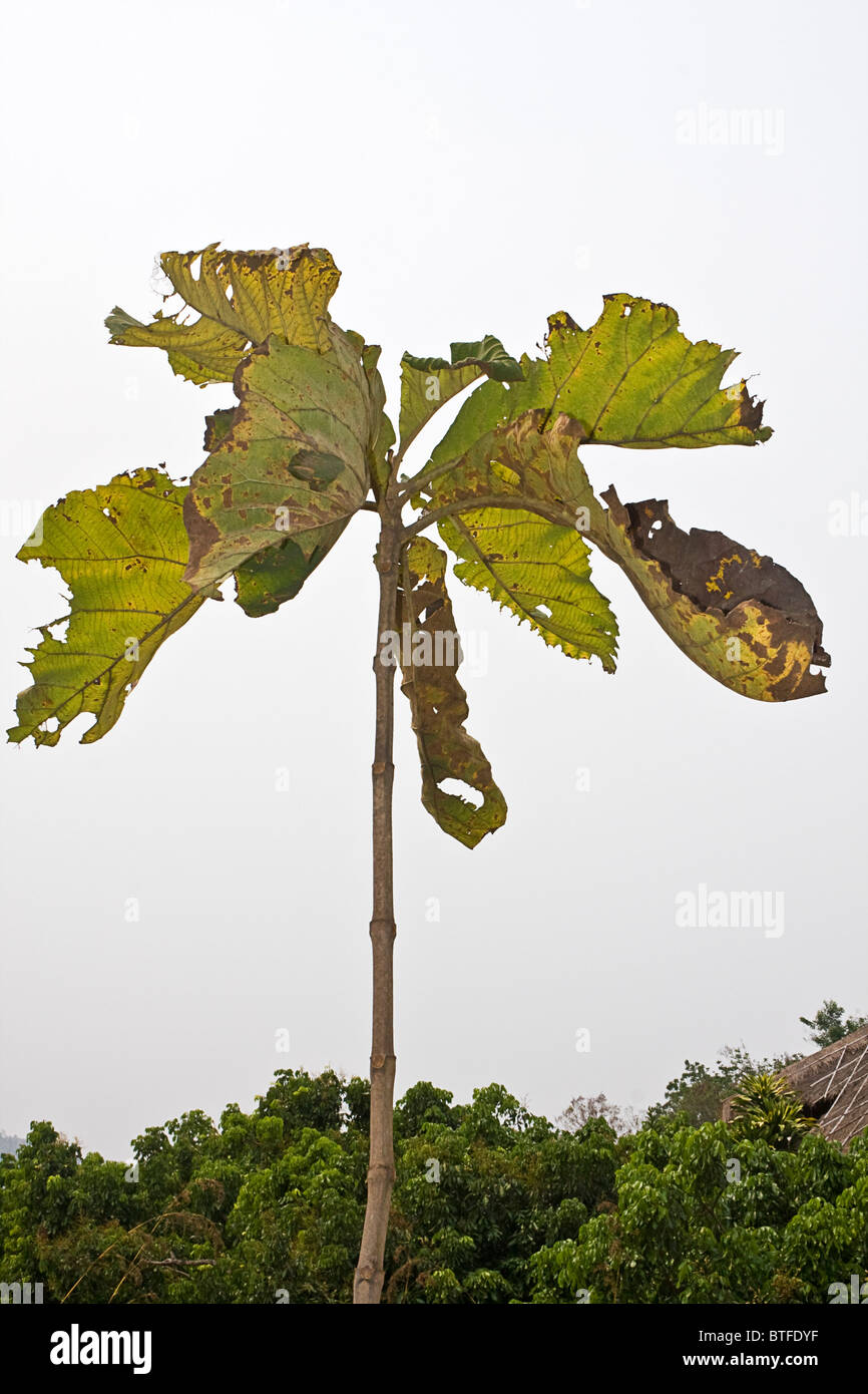 Teak tree Banque de photographies et d’images à haute résolution - Alamy