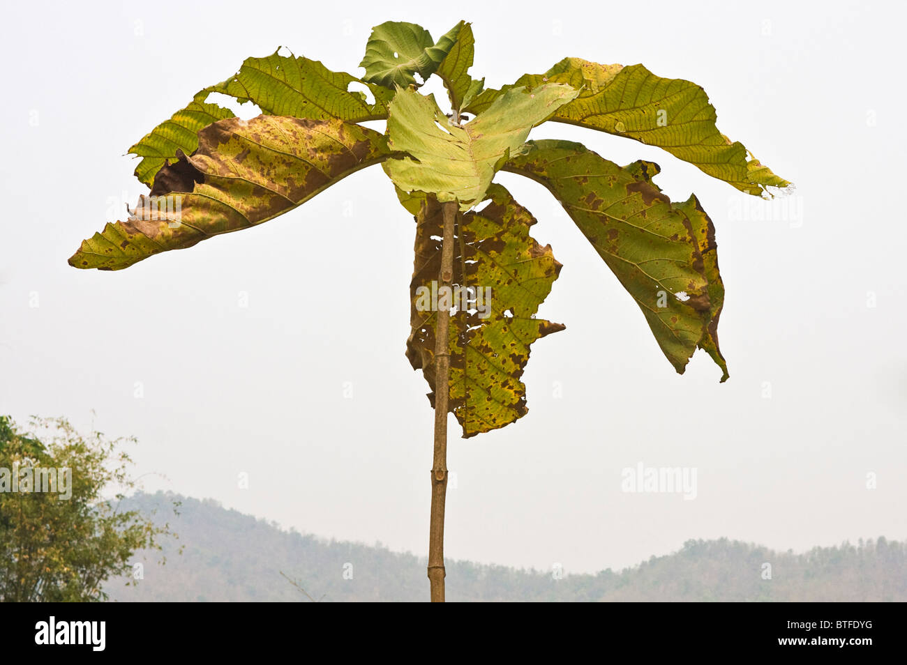 Teak tree Banque de photographies et d’images à haute résolution - Alamy