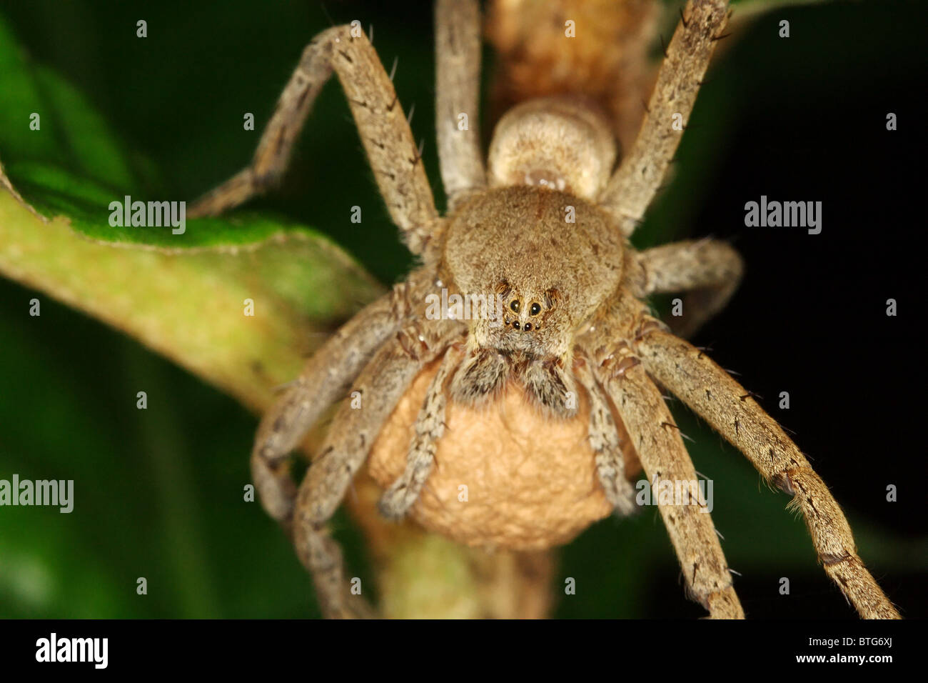 Un cocon Banque de photographies et d’images à haute résolution - Alamy
