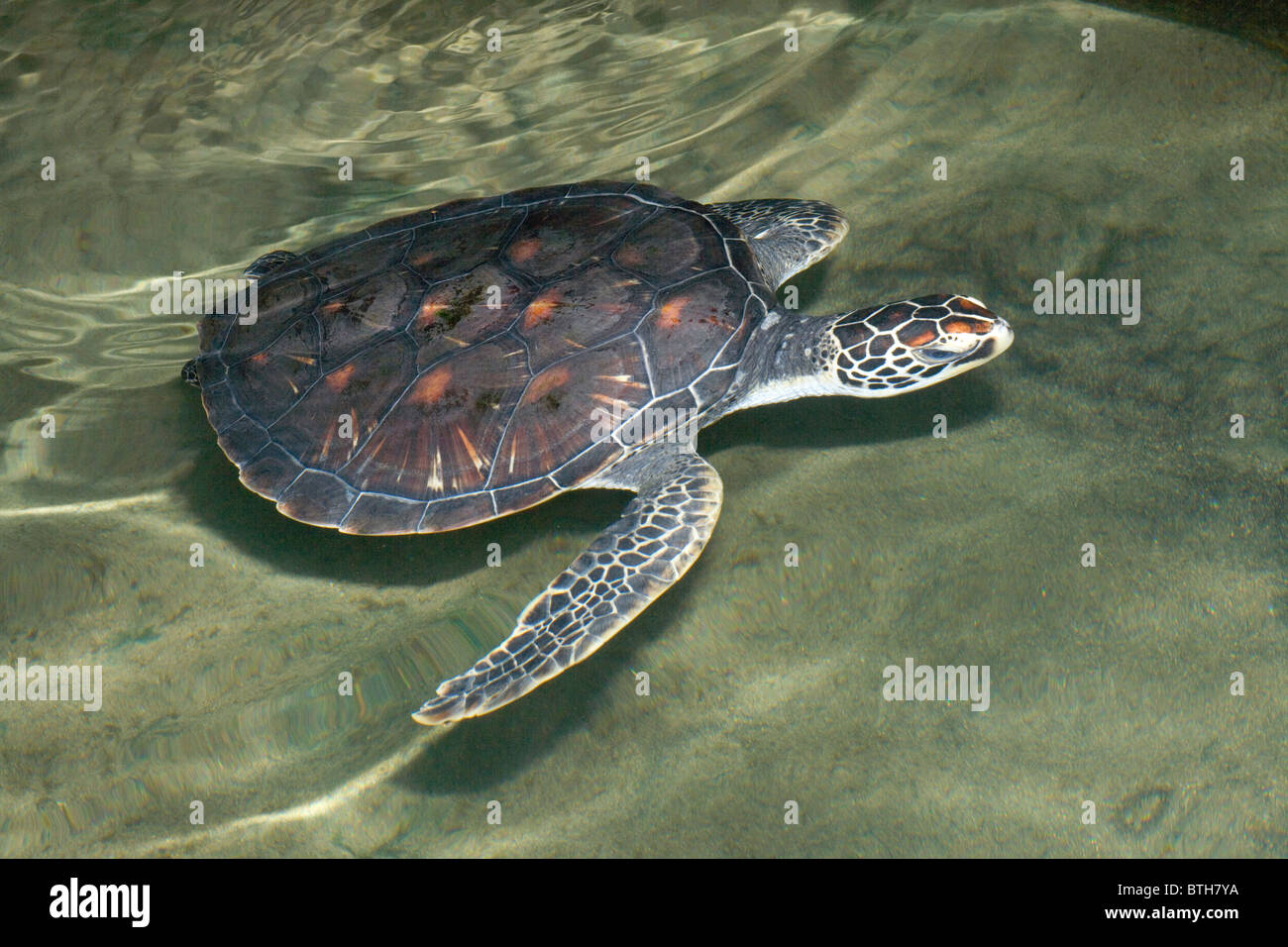 La tortue verte (Chelonia mydas). Vue dorsale de carapace Photo Stock ...