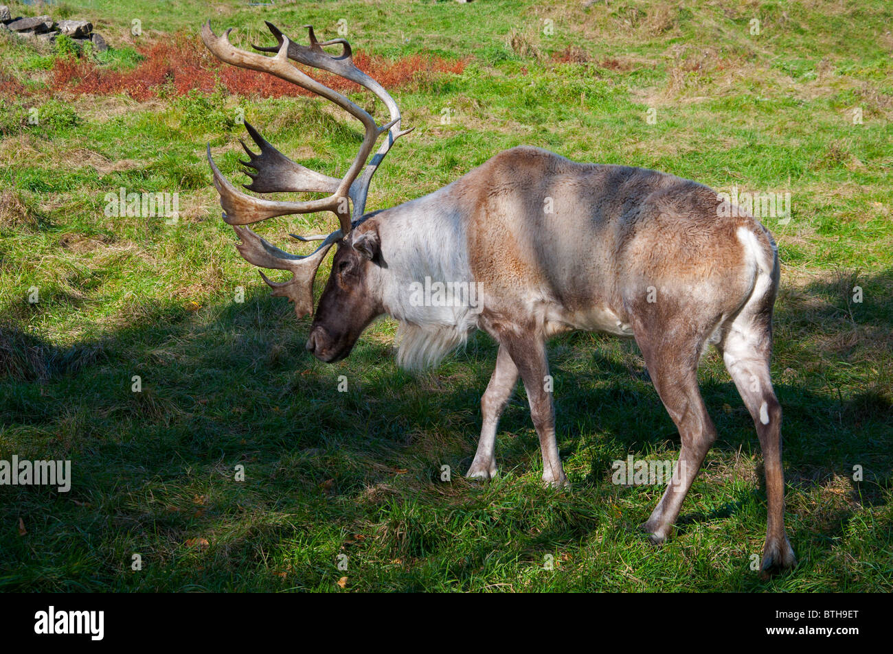 Caribou des bois Banque de photographies et d’images à haute résolution ...