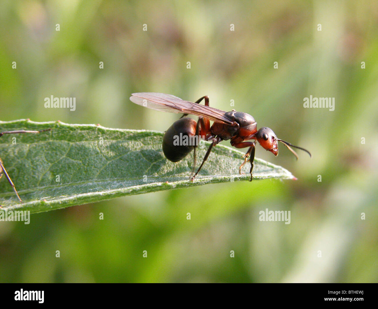 Paysages de fourmis Banque de photographies et d’images à haute ...