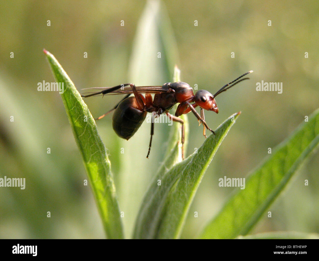 Paysages de fourmis Banque de photographies et d’images à haute ...