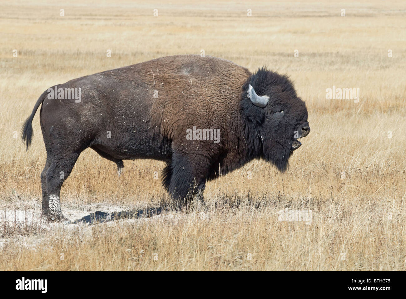 Saison du rut du bison Banque de photographies et d’images à haute ...