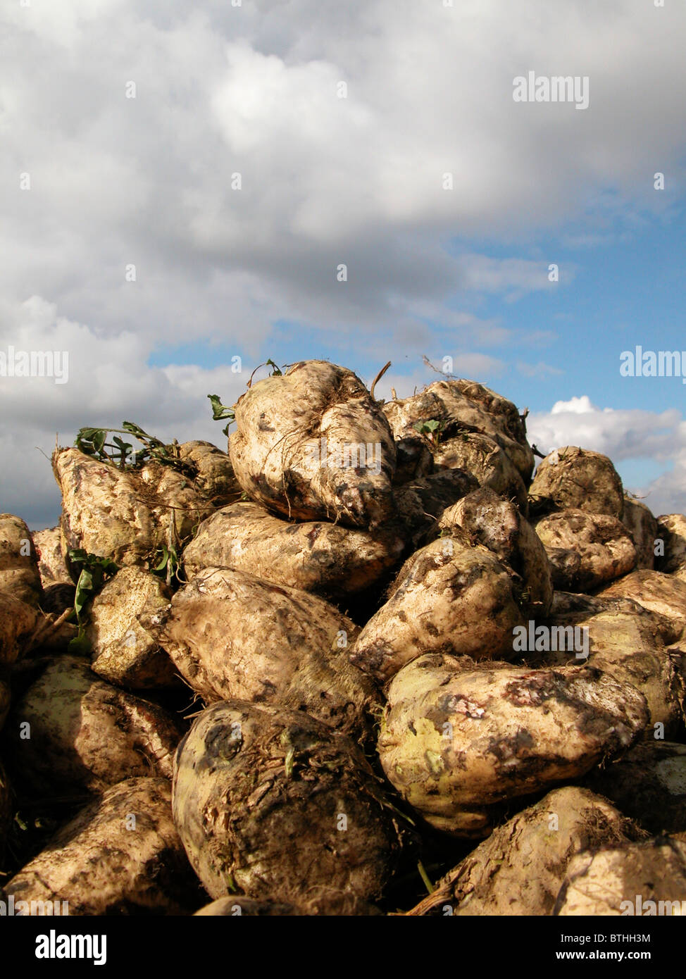 La récolte de betteraves à sucre Photo Stock - Alamy