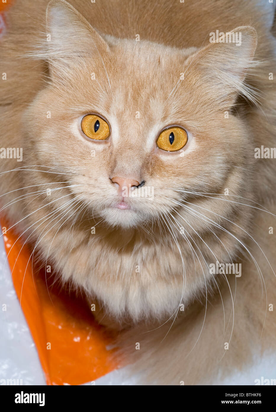 Chat rouge Banque de photographies et d’images à haute résolution - Alamy