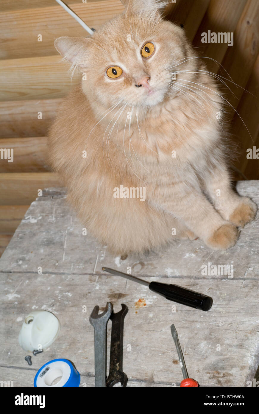 Chat rouge Banque de photographies et d’images à haute résolution - Alamy