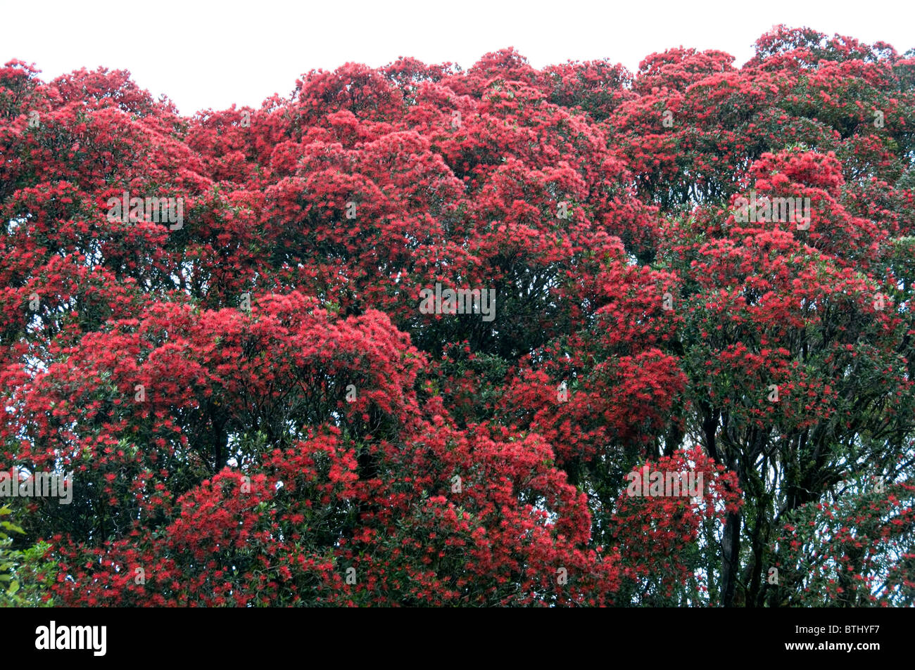 Rata metrosideros robusta Banque de photographies et d’images à haute ...