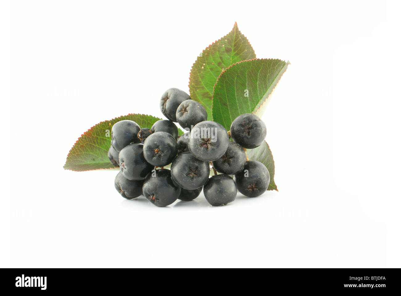 Aronia noir Banque de photographies et d’images à haute résolution - Alamy