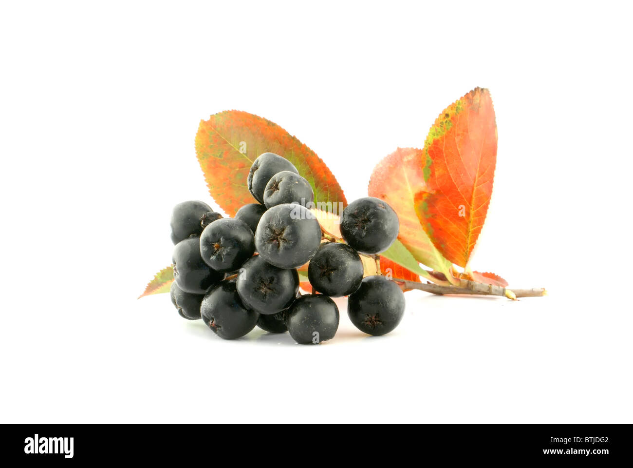 Aronia noir Banque de photographies et d’images à haute résolution - Alamy