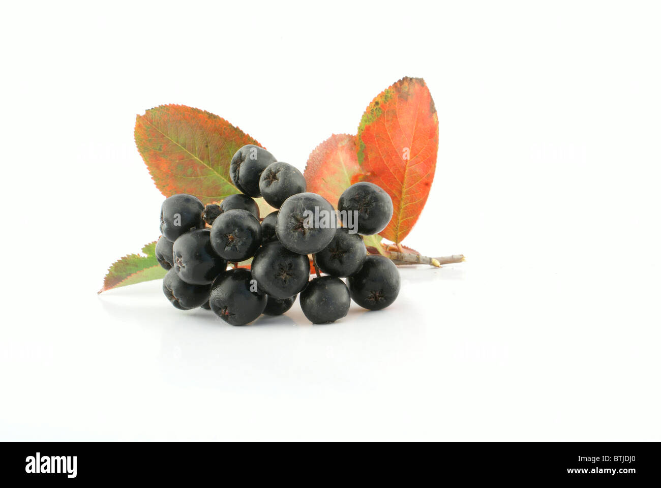 Aronia noir Banque de photographies et d’images à haute résolution - Alamy
