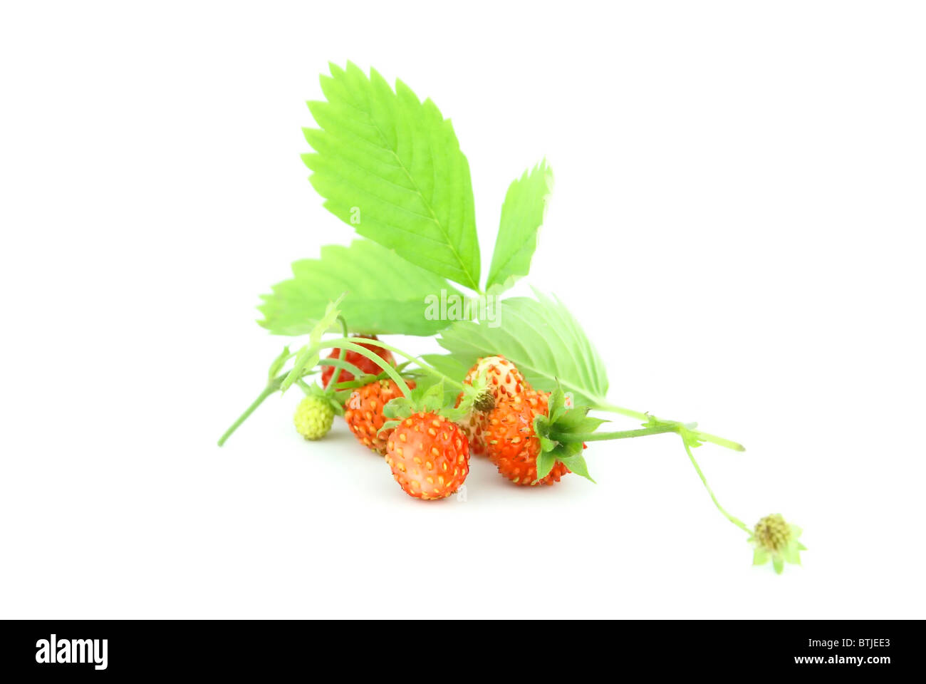 Fraise des bois Banque d'images détourées - Alamy