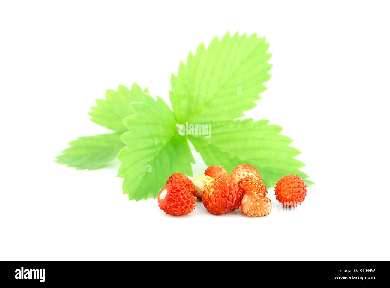 Fraise des bois Banque d'images détourées - Alamy