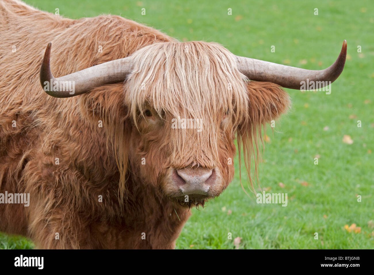 Vache uk Banque de photographies et d’images à haute résolution - Alamy