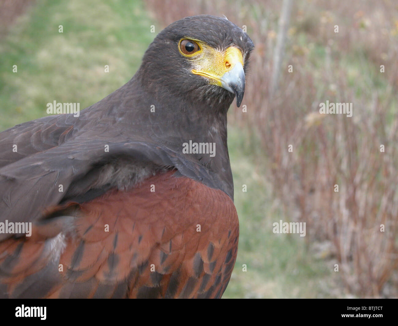 Desert hawk Banque de photographies et d’images à haute résolution - Alamy