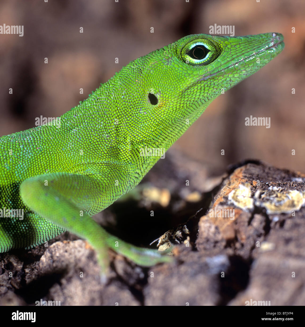 Bark anole Banque de photographies et d’images à haute résolution - Alamy