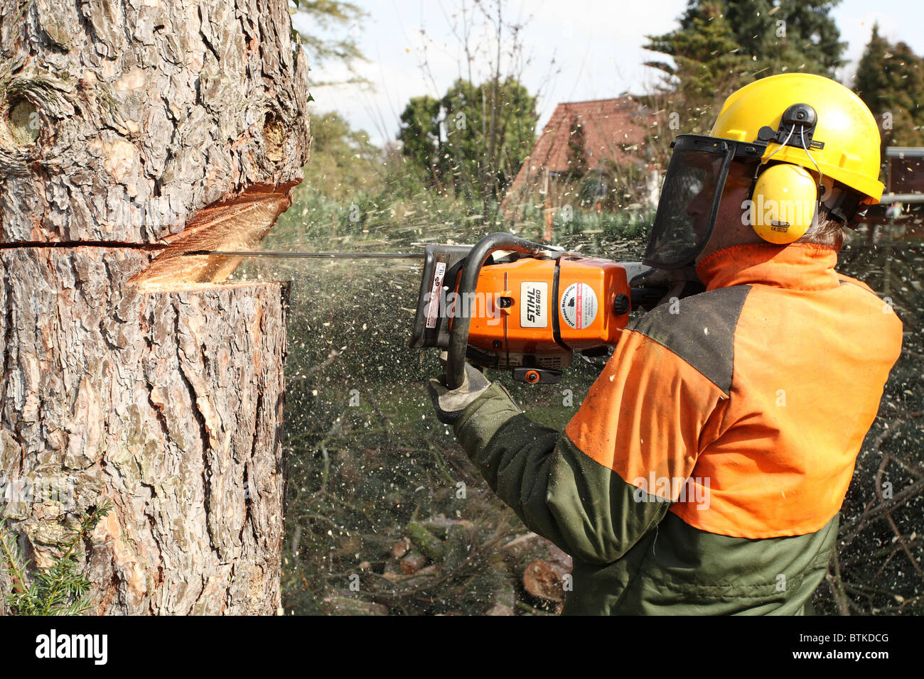 Chirurgien forestier ou arboriste ou arboriculteur Banque de ...