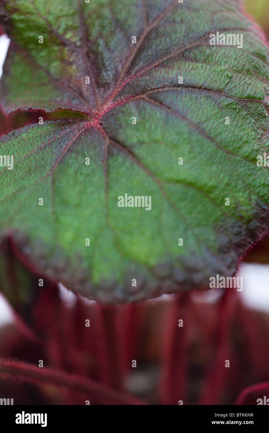Un gros plan du feuillage de Begonia 'Curly Fireflush' (Rex Begonia ...