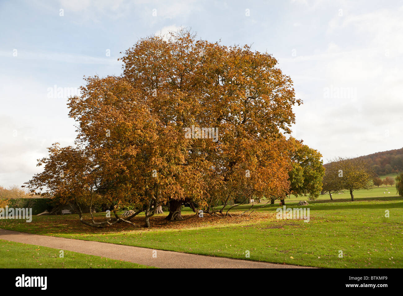 Automne marronnier Banque de photographies et d’images à haute ...
