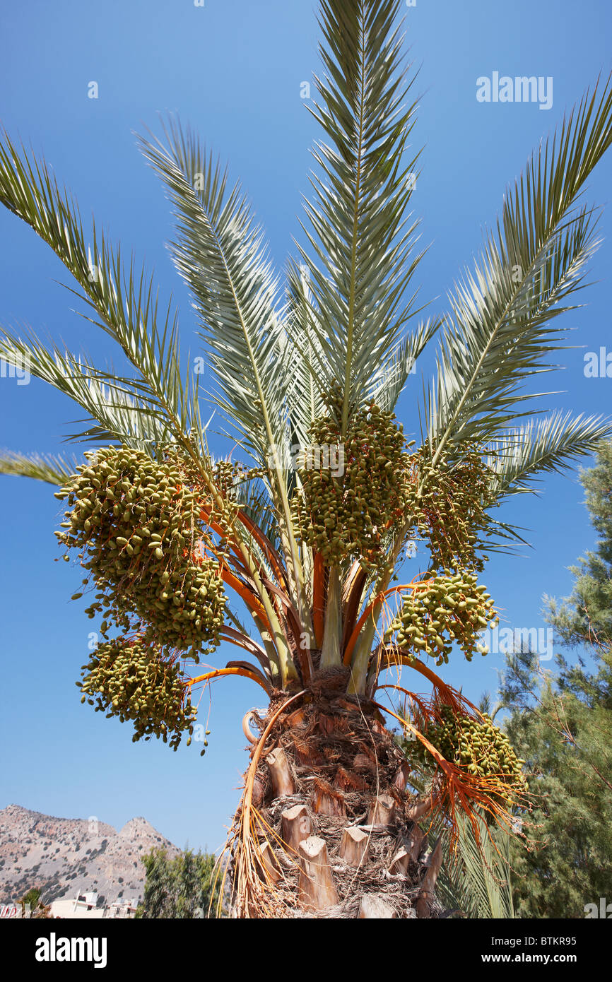 Arbre de dattes avec des fruits Banque de photographies et d’images à ...