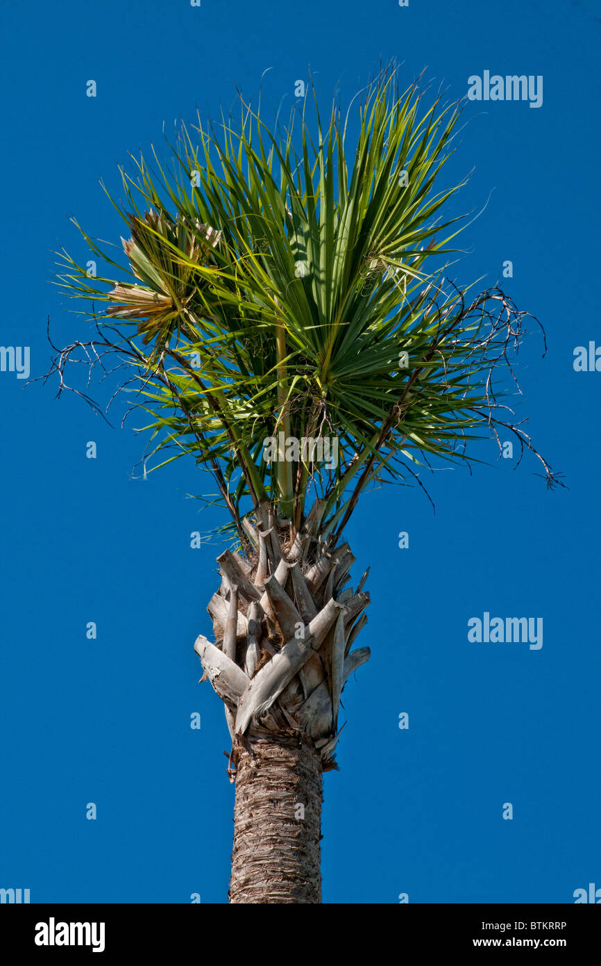 Sabal palmetto chou palmiers Banque de photographies et d’images à ...