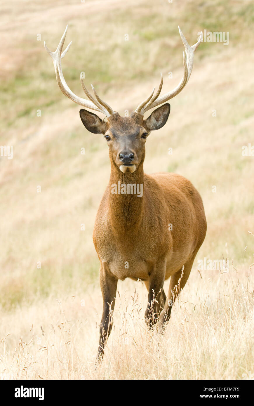 Cerf rouge Banque de photographies et d’images à haute résolution - Alamy