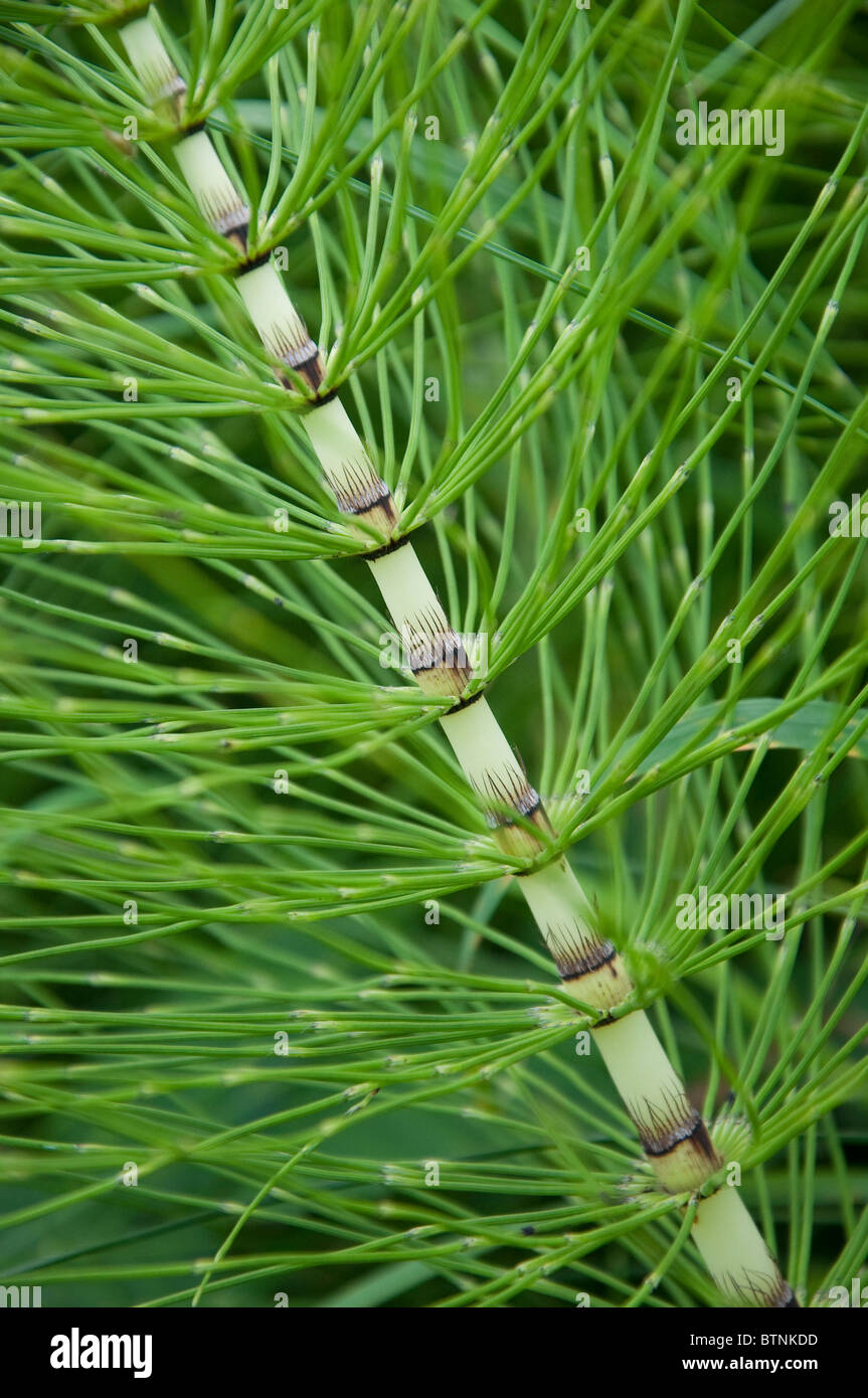 Prêle des plantes Banque de photographies et d’images à haute ...