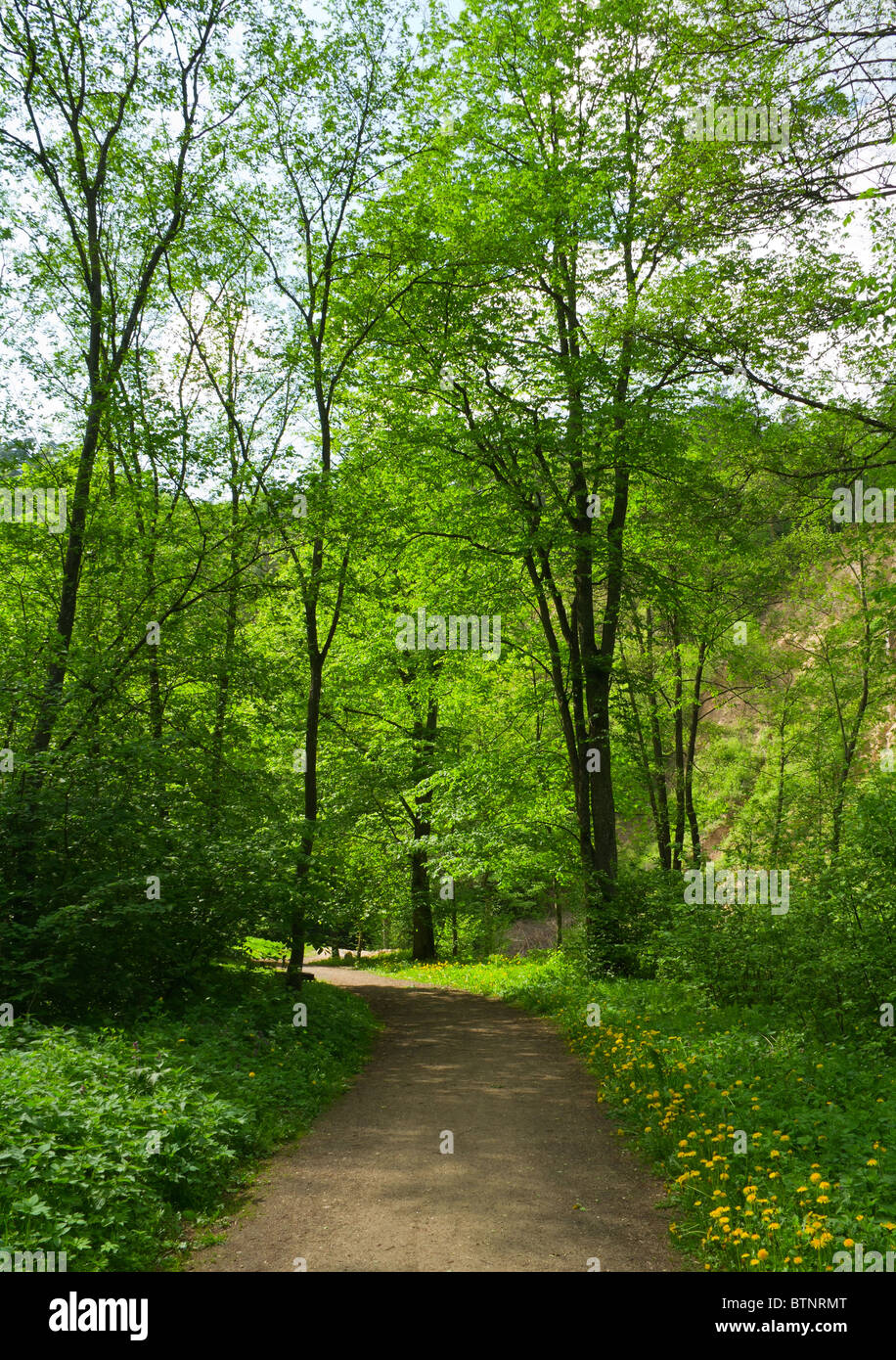 Forêt mixte de feuillus au printemps Banque de photographies et d ...
